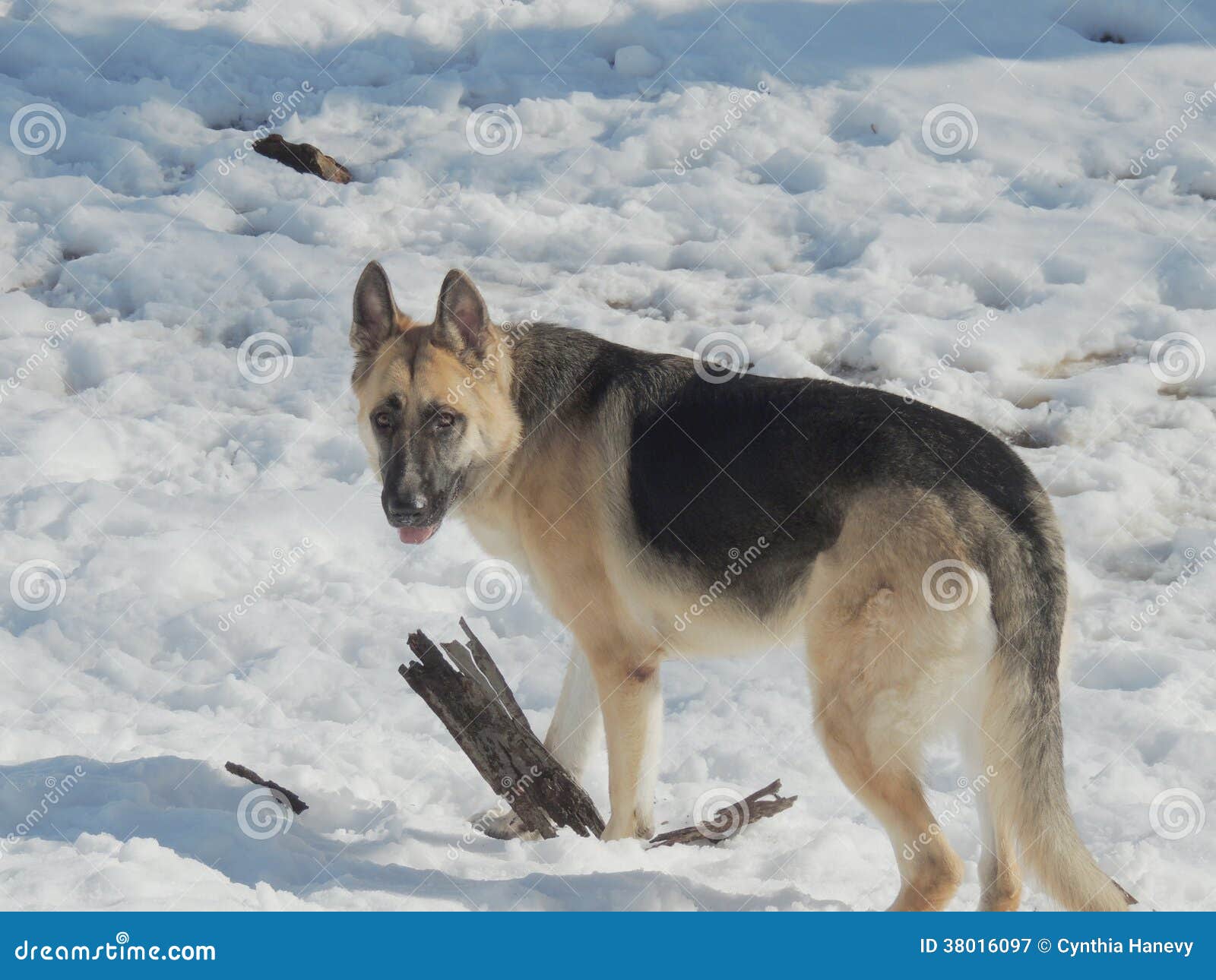 Female German Shepherd Dog With Puppies Royalty-Free Stock Photo ...