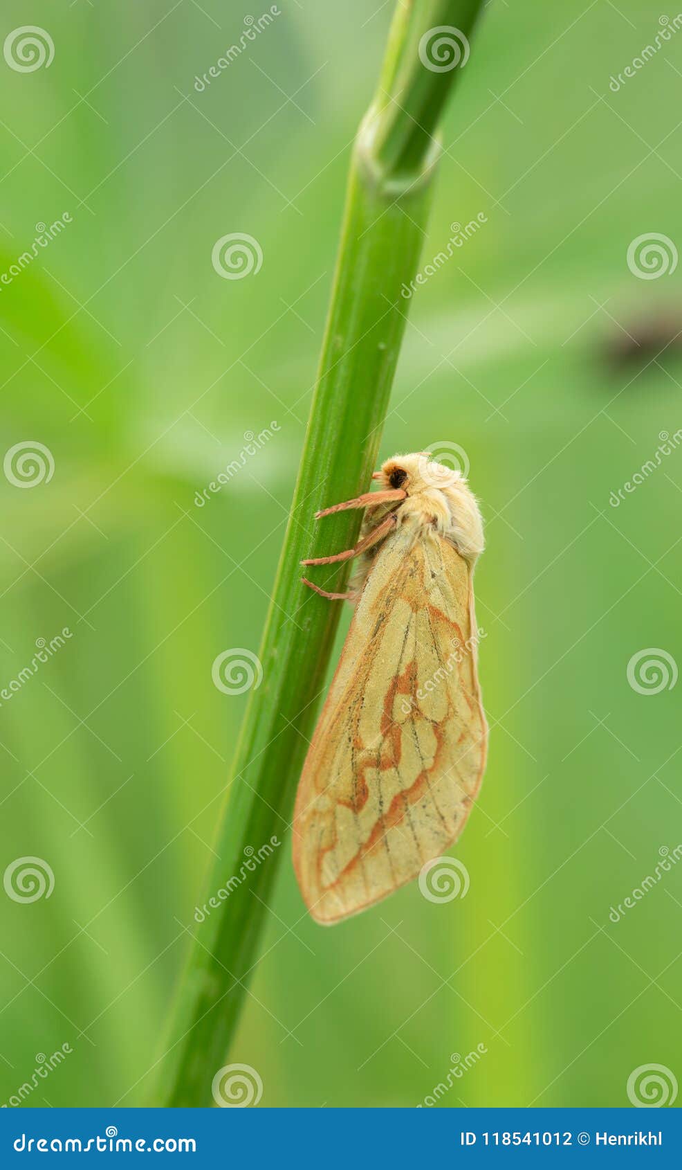 Female Ghost Moth, Hepialus Humuli on Stem Stock Photo - Image of macro ...