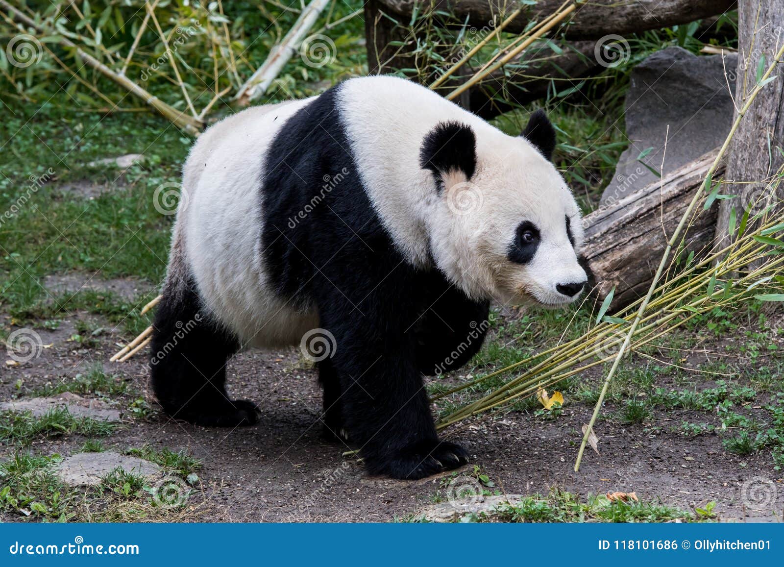 A Female Giant Panda Walks with Her Head Down Stock Photo - Image of ...