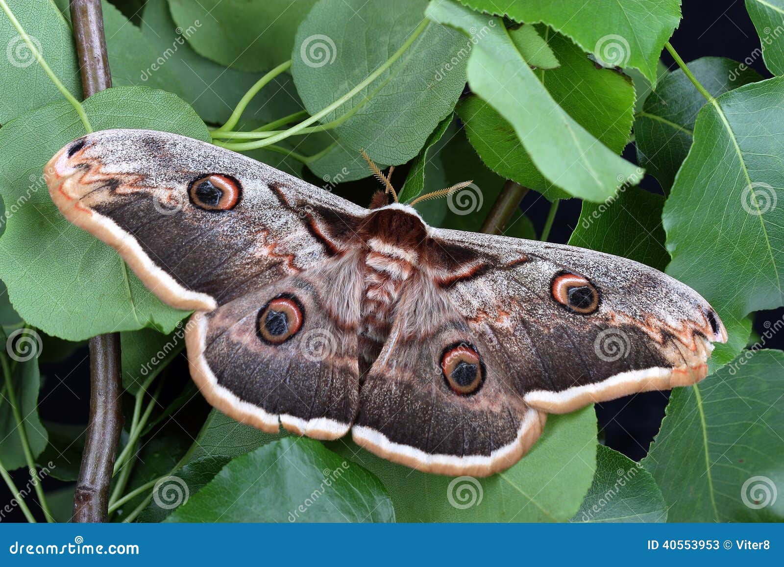Female of Giant Peacock Moth (Saturnia Pyri) Stock Image - Image of ...