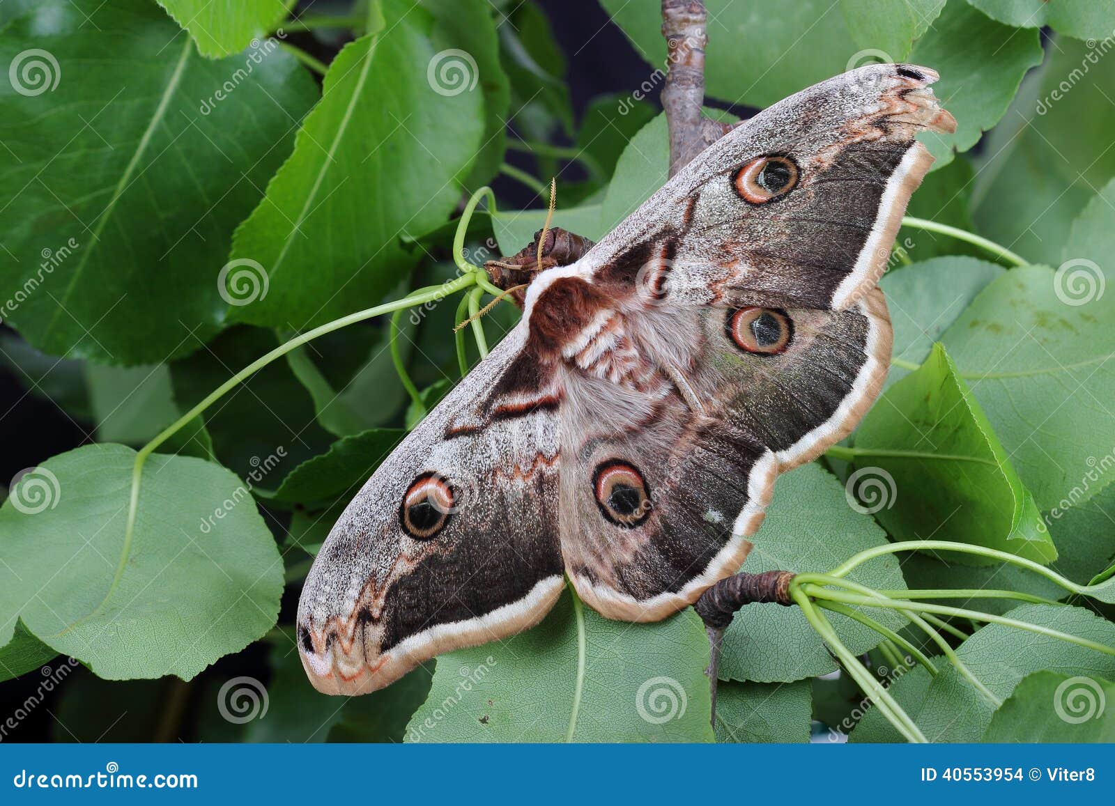 Female of Giant Peacock Moth (Saturnia Pyri) Stock Photo - Image of ...