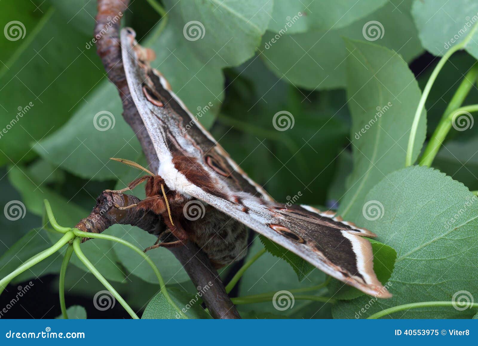 Female of Giant Peacock Moth (Saturnia Pyri) Stock Image - Image of ...