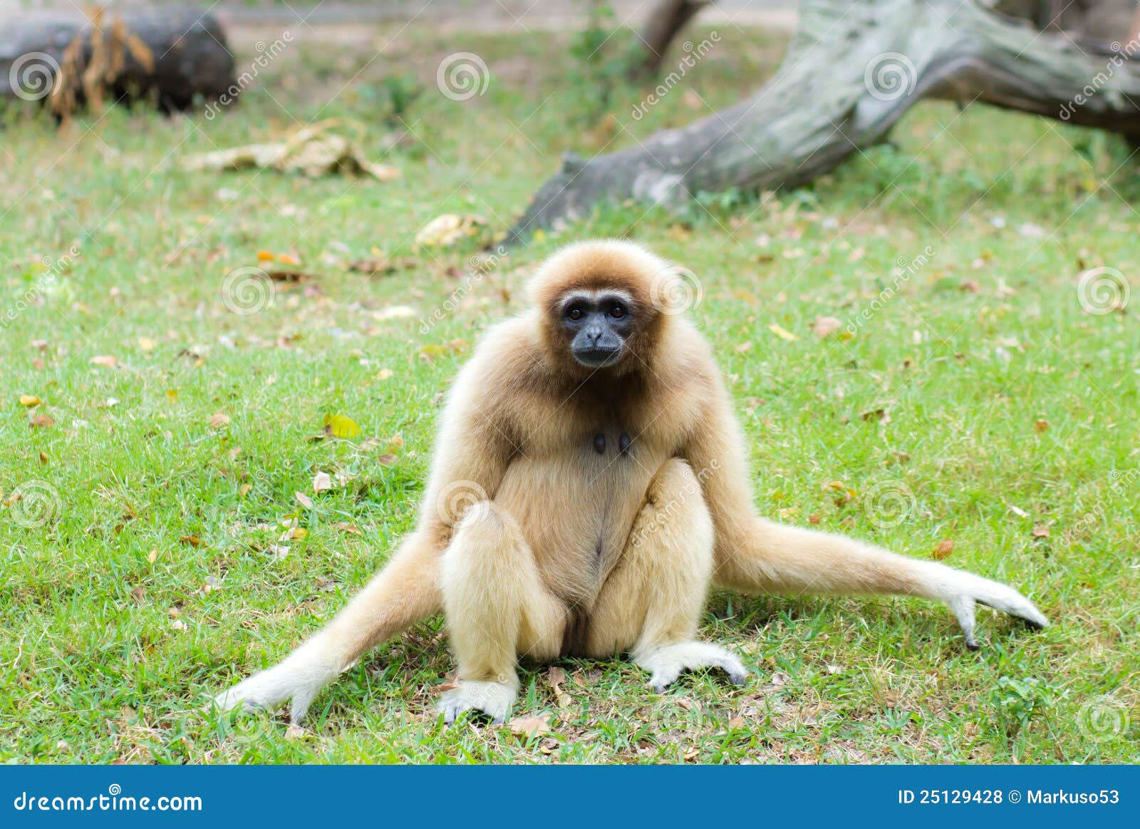 Female Gibbon stock photo. Image of simian, gibbon, portrait - 25129428