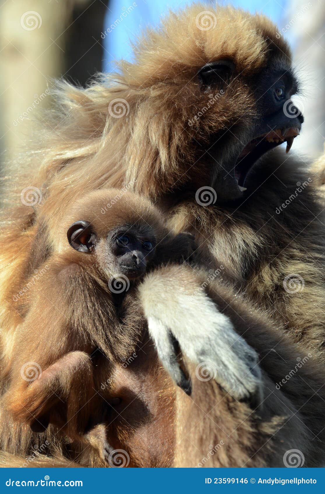 Female Gibbon with baby stock photo. Image of baby, mother - 23599146