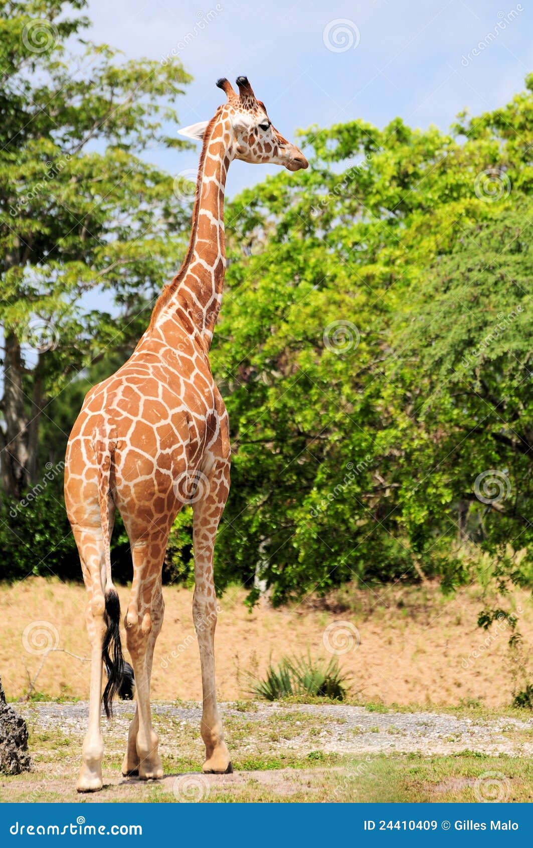 Female Giraffe stock image. Image of animal, brown, woodland - 24410409