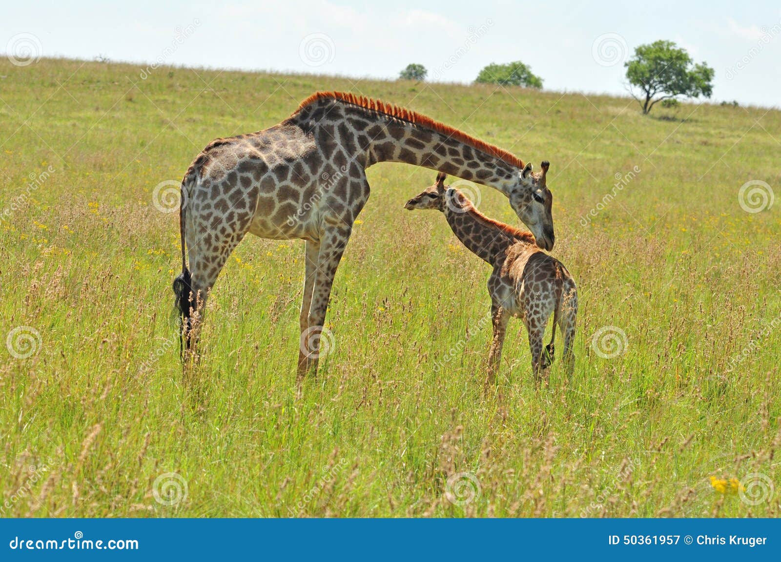 Female Giraffe in Africa with a Calf. Stock Image - Image of safari ...