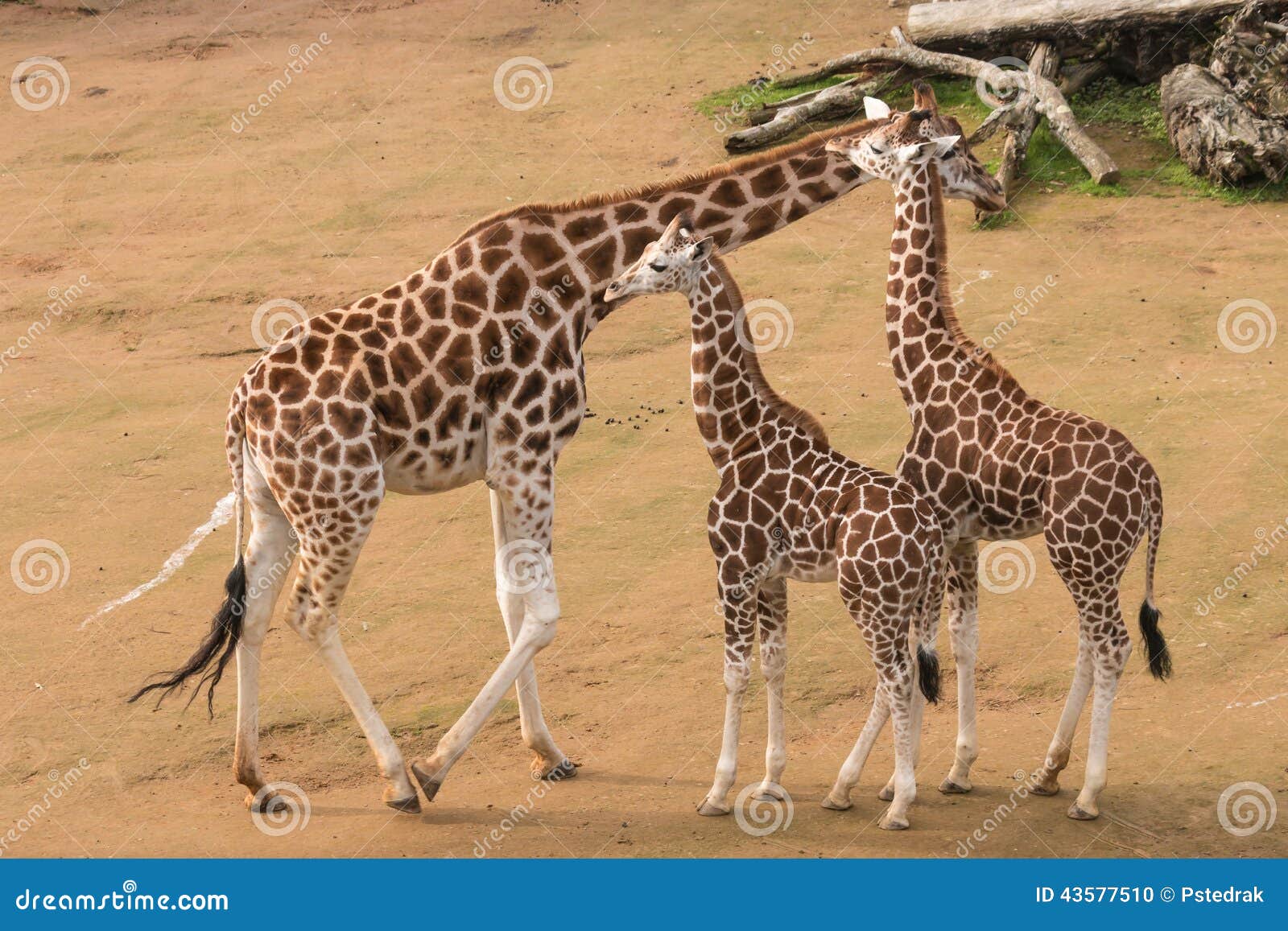 Female giraffe with calves stock photo. Image of endangered - 43577510