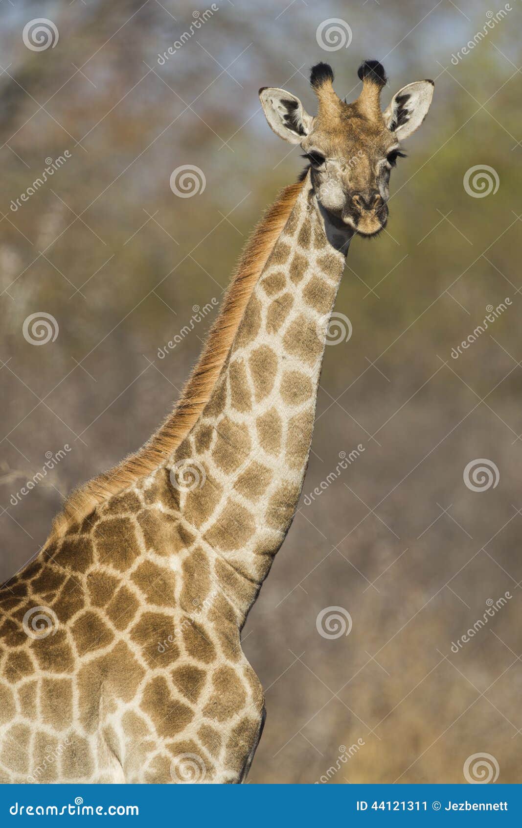 Female Giraffe stock image. Image of morning, head, africa - 44121311