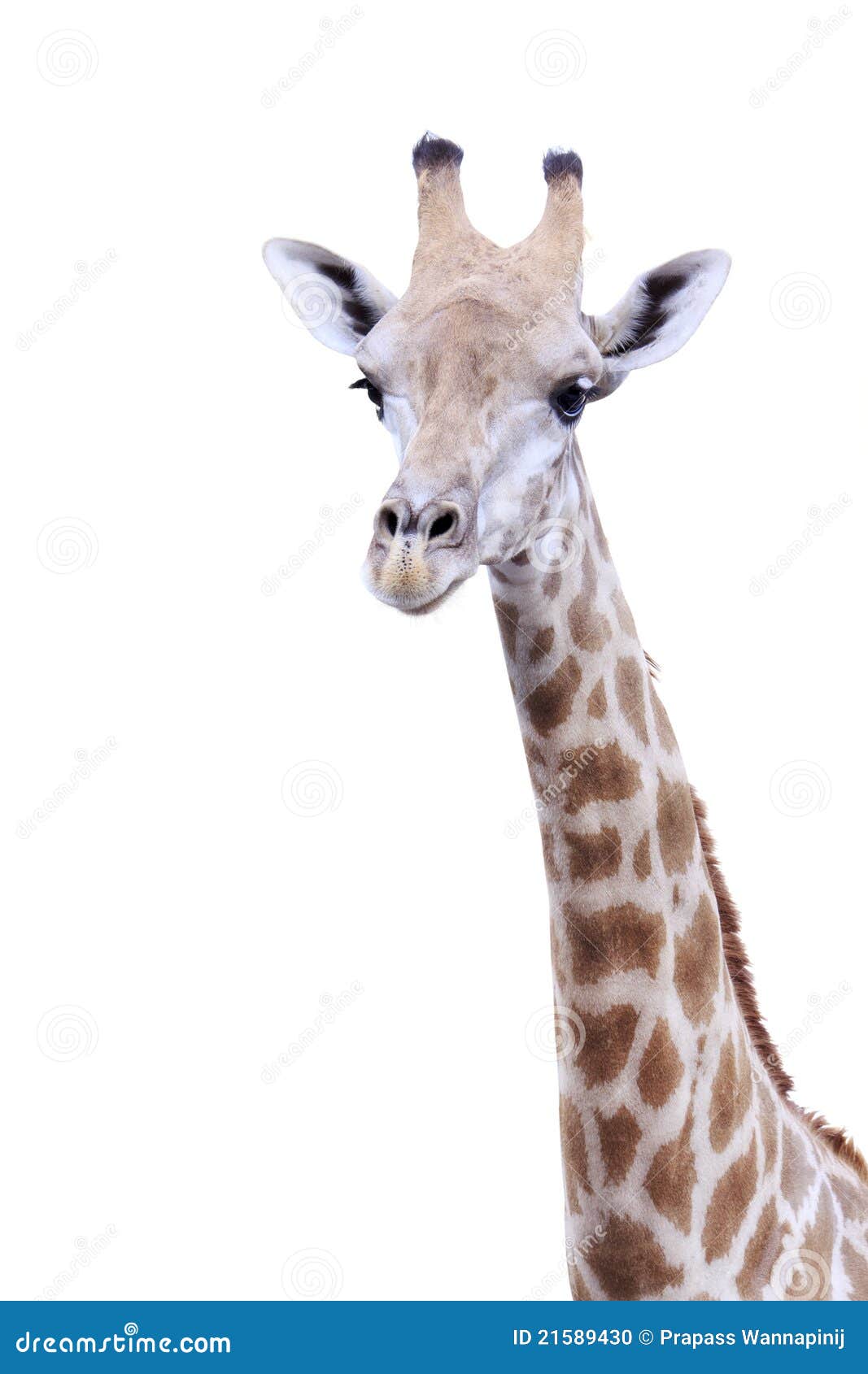 Female giraffe isolated stock photo. Image of wildlife - 21589430