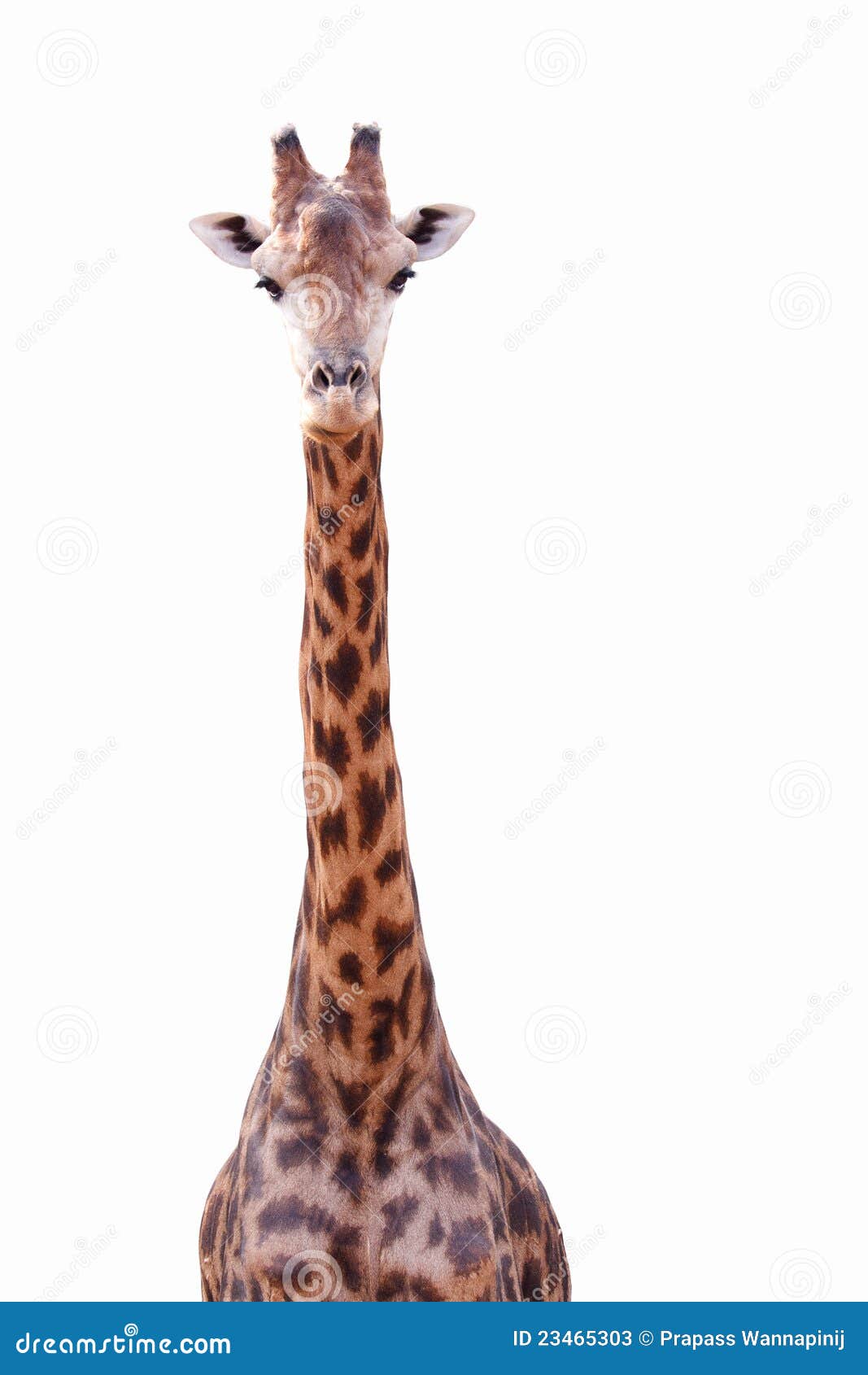 Female giraffe isolated stock image. Image of wild, female - 23465303