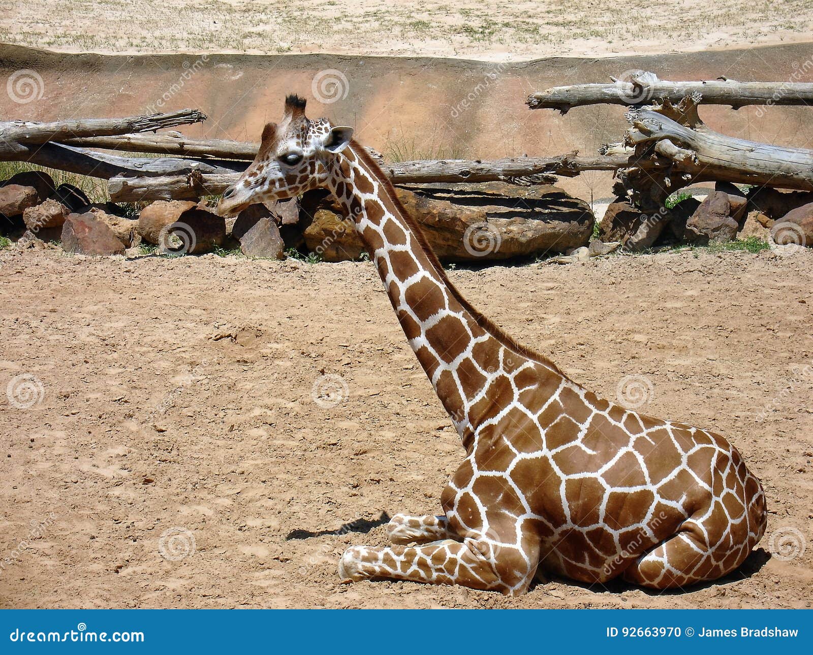 Female giraffe at zoo stock photo. Image of female, neck - 92663970