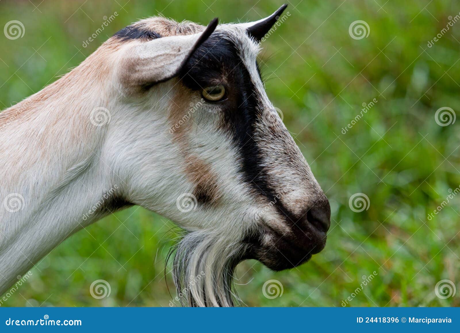 Female Goat stock photo. Image of capra, island, hircus - 24418396