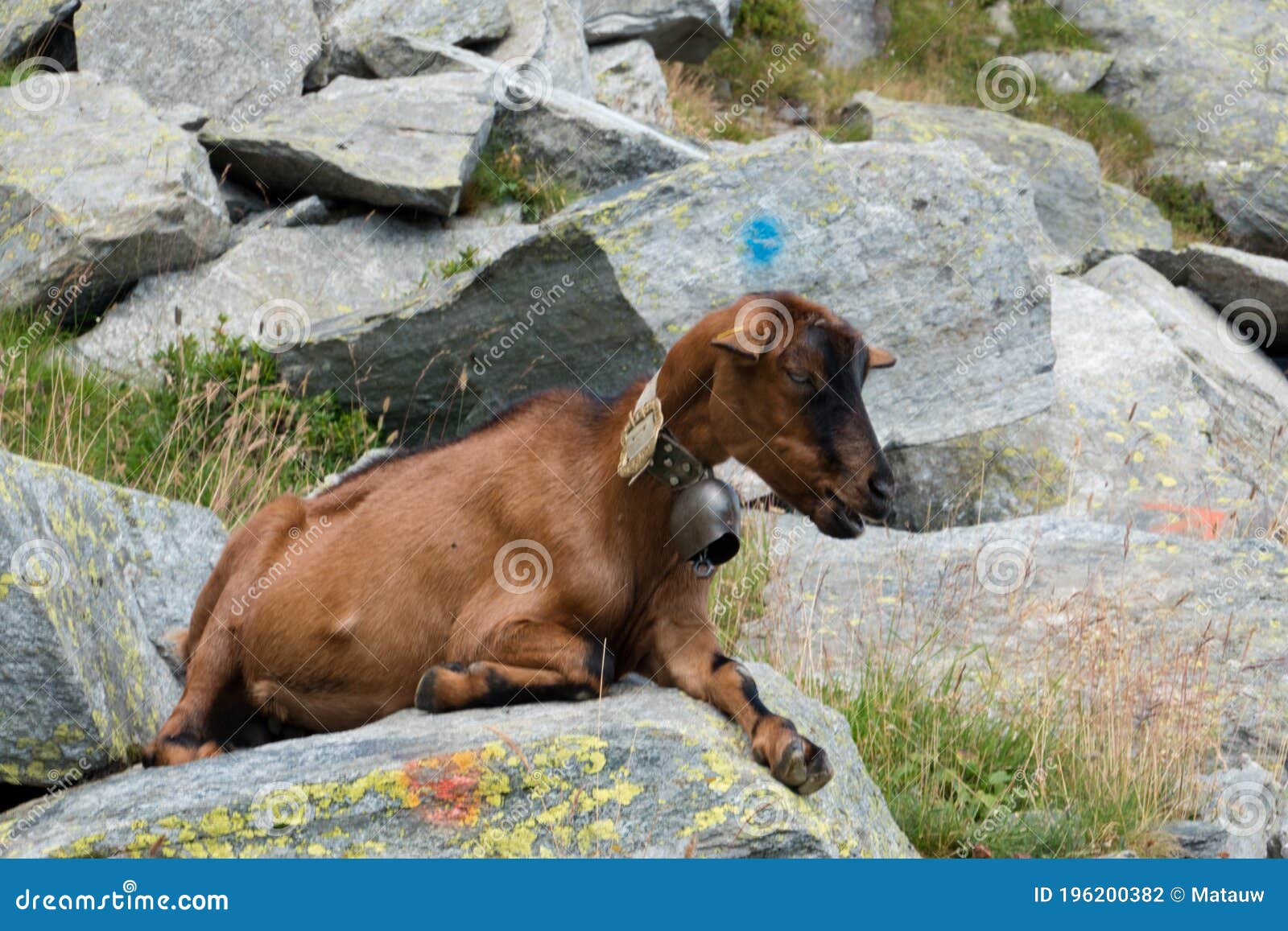 Female Goat with Bell in Mountains Stock Photo - Image of brown ...