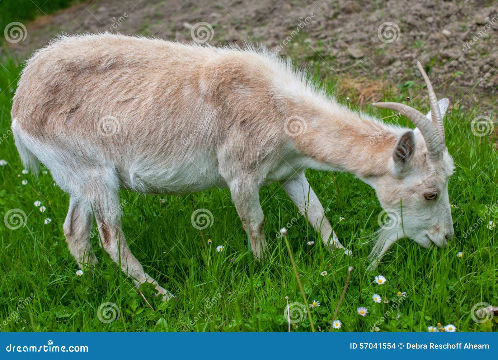 Female Goat stock photo. Image of animal, cattle, green - 57041554