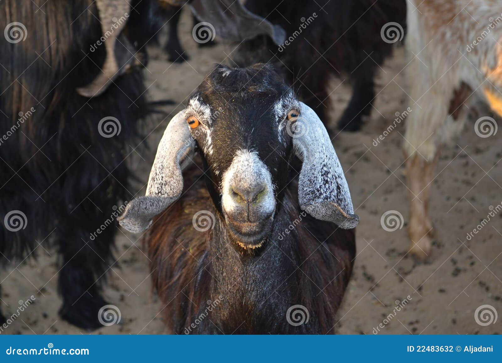 Female goat face stock photo. Image of saudi, pail, meat - 22483632