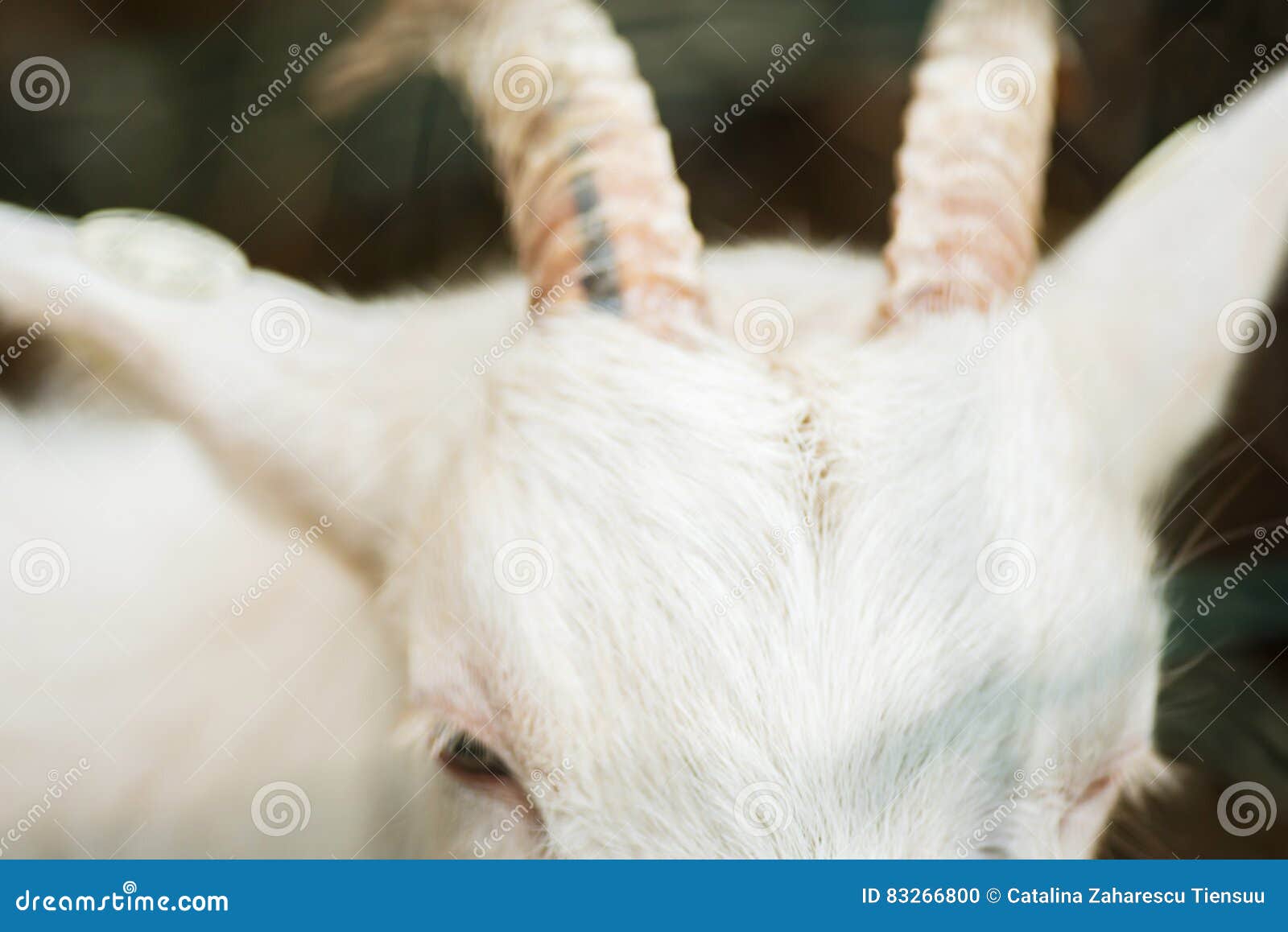 Female goat forehead stock photo. Image of white, nature - 83266800