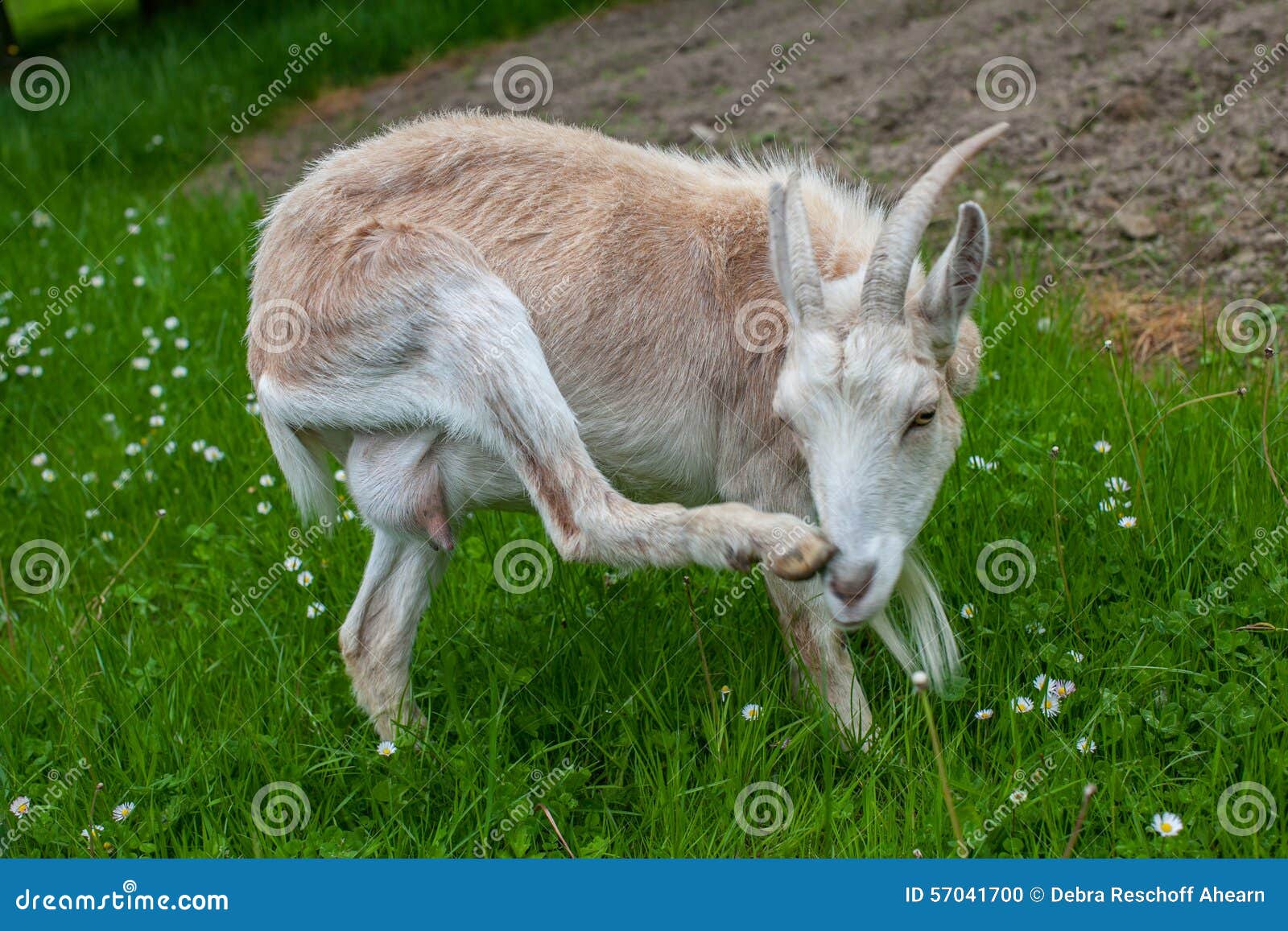 Female Goat stock photo. Image of graze, goatee, field - 57041700