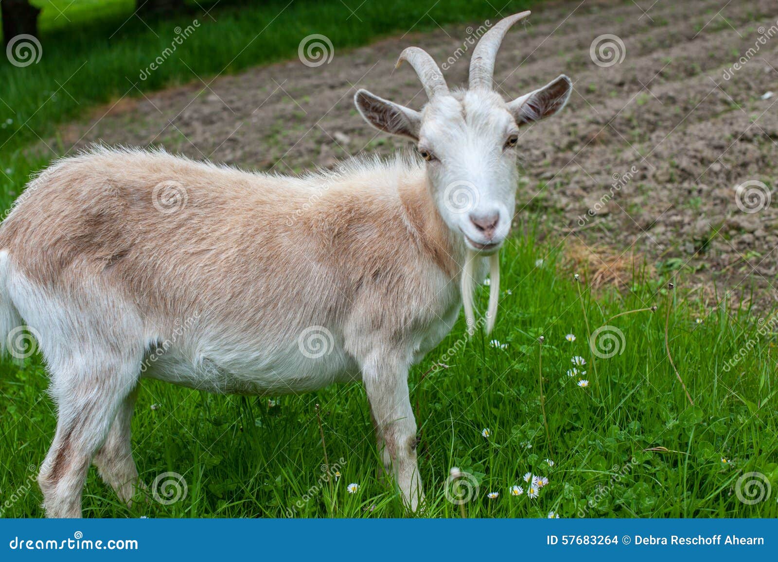 Female Goat stock photo. Image of brown, farm, grass - 57683264