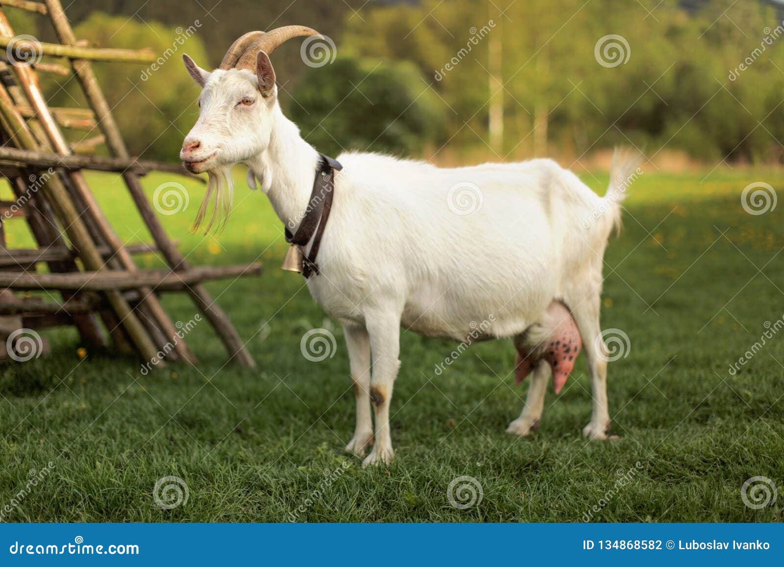 Female Goat Standing Next To Hay Stand Stock Photo - Image of bell ...