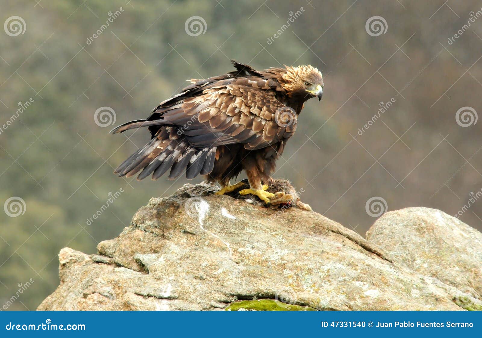 Female golden eagle stock photo. Image of arranged, ground - 47331540