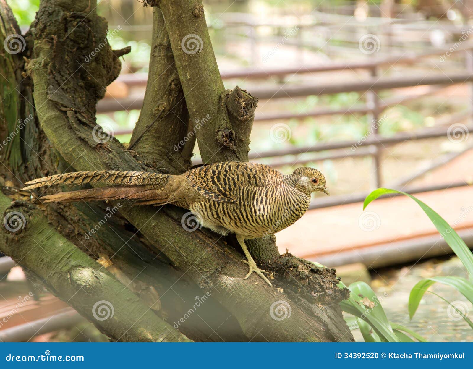 Female Golden Pheasant stock photo. Image of thailand - 34392520