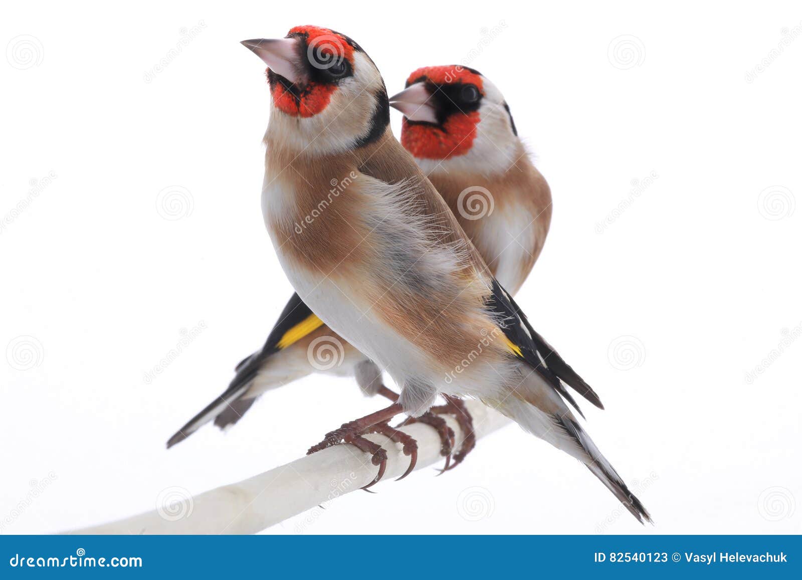 Female goldfinch stock image. Image of finch, nature - 82540123