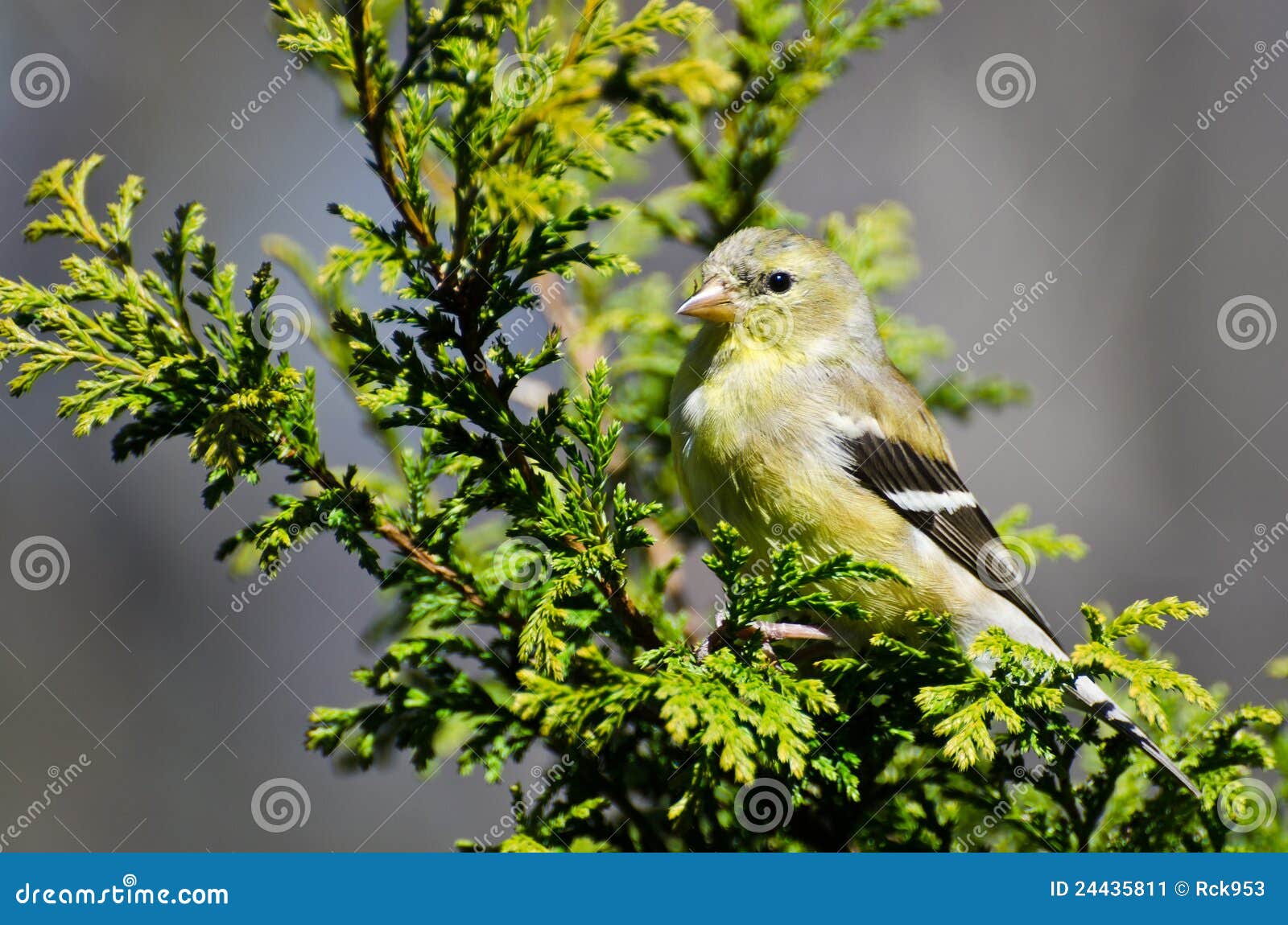 Female Goldfinch Perched in a Cedar Tree Stock Image - Image of ...