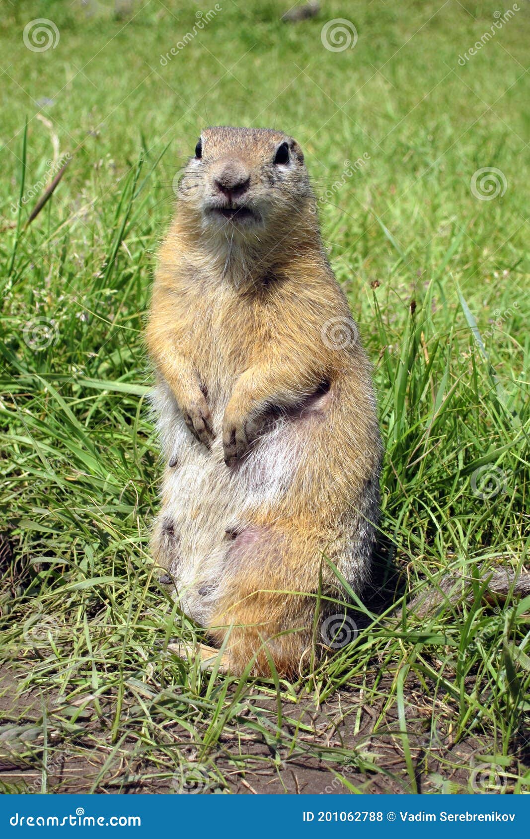 A female of gopher stock photo. Image of head, gophers - 201062788