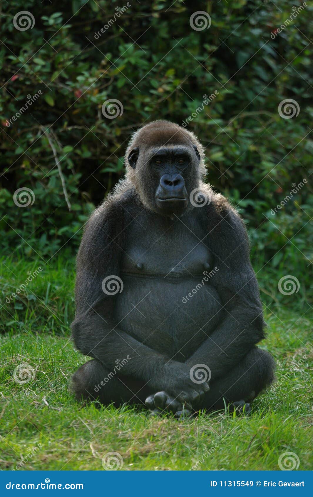 Female gorilla stock image. Image of life, beast, alone - 11315549