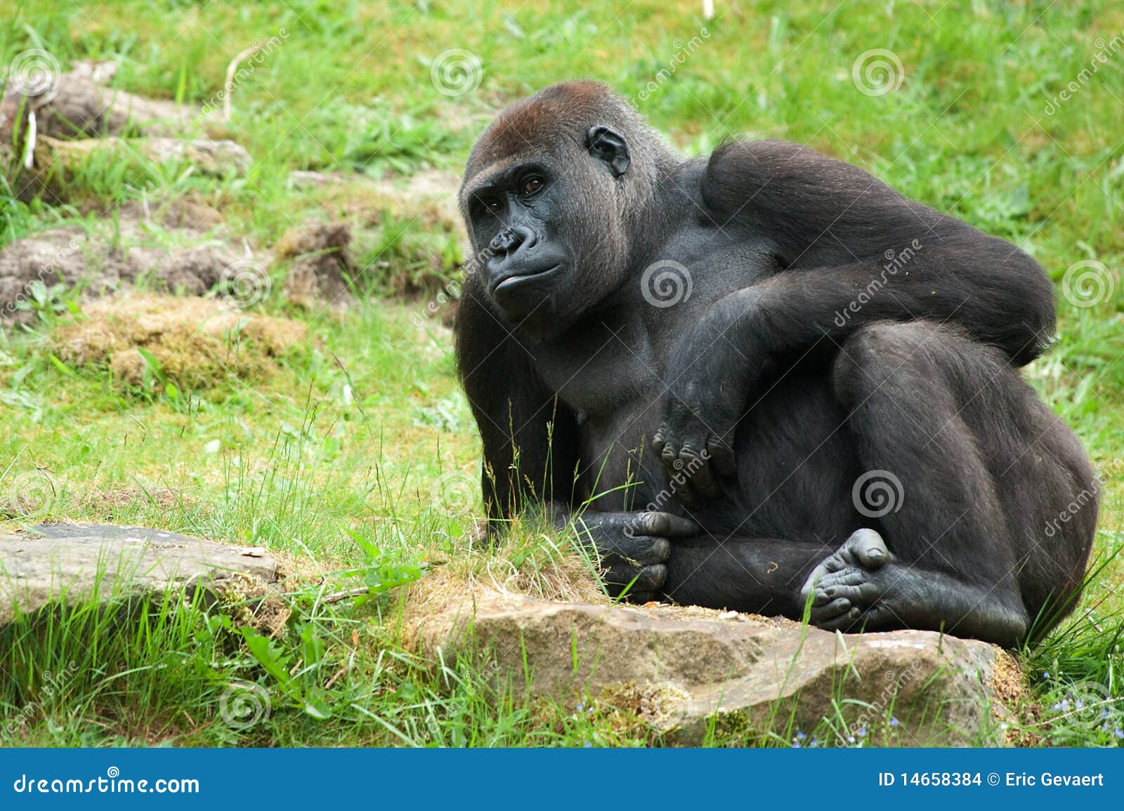 Female gorilla stock photo. Image of gorilla, primate - 14658384