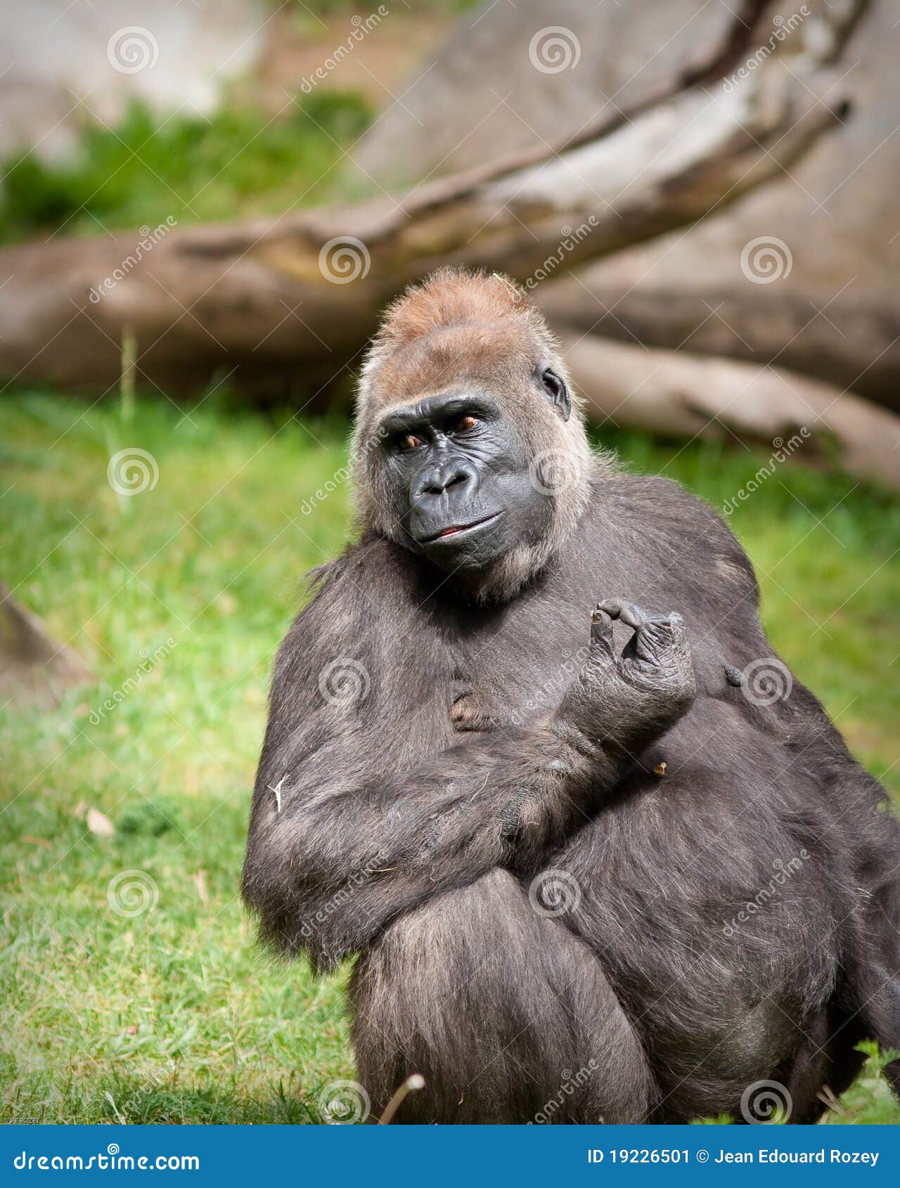 Female Gorilla Stock Image - Image: 19226501