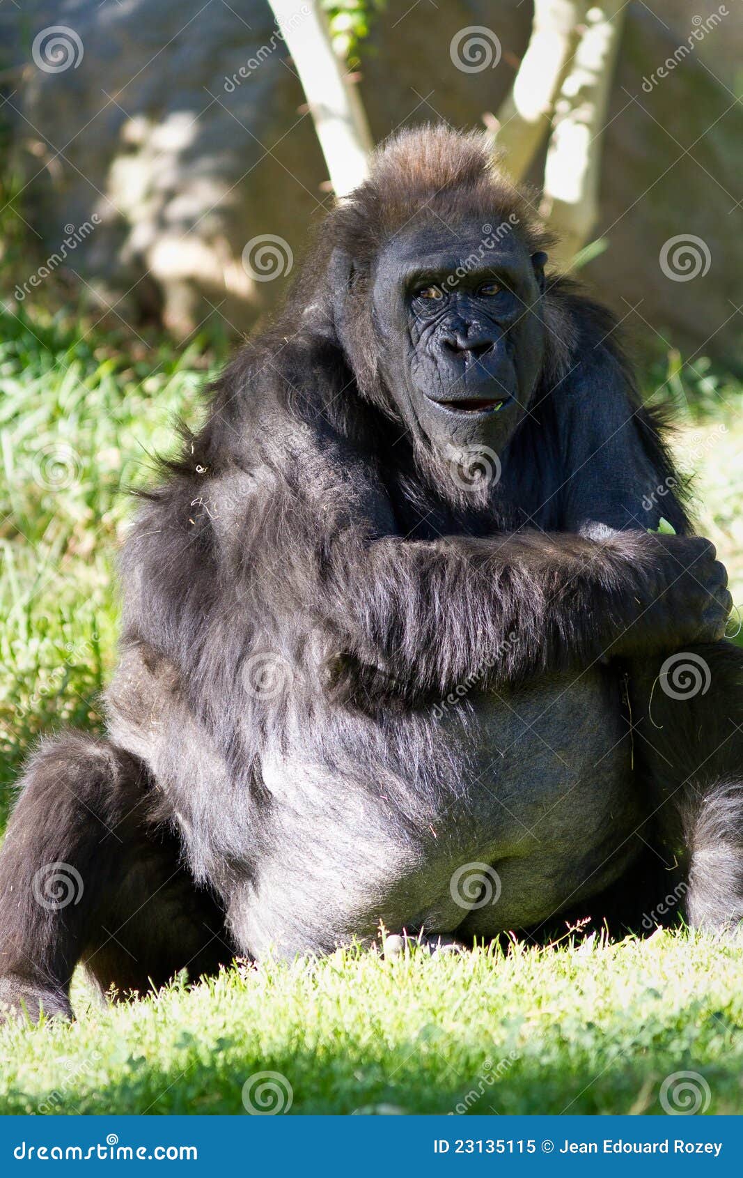 Female Gorilla stock image. Image of gorilla, nature - 23135115