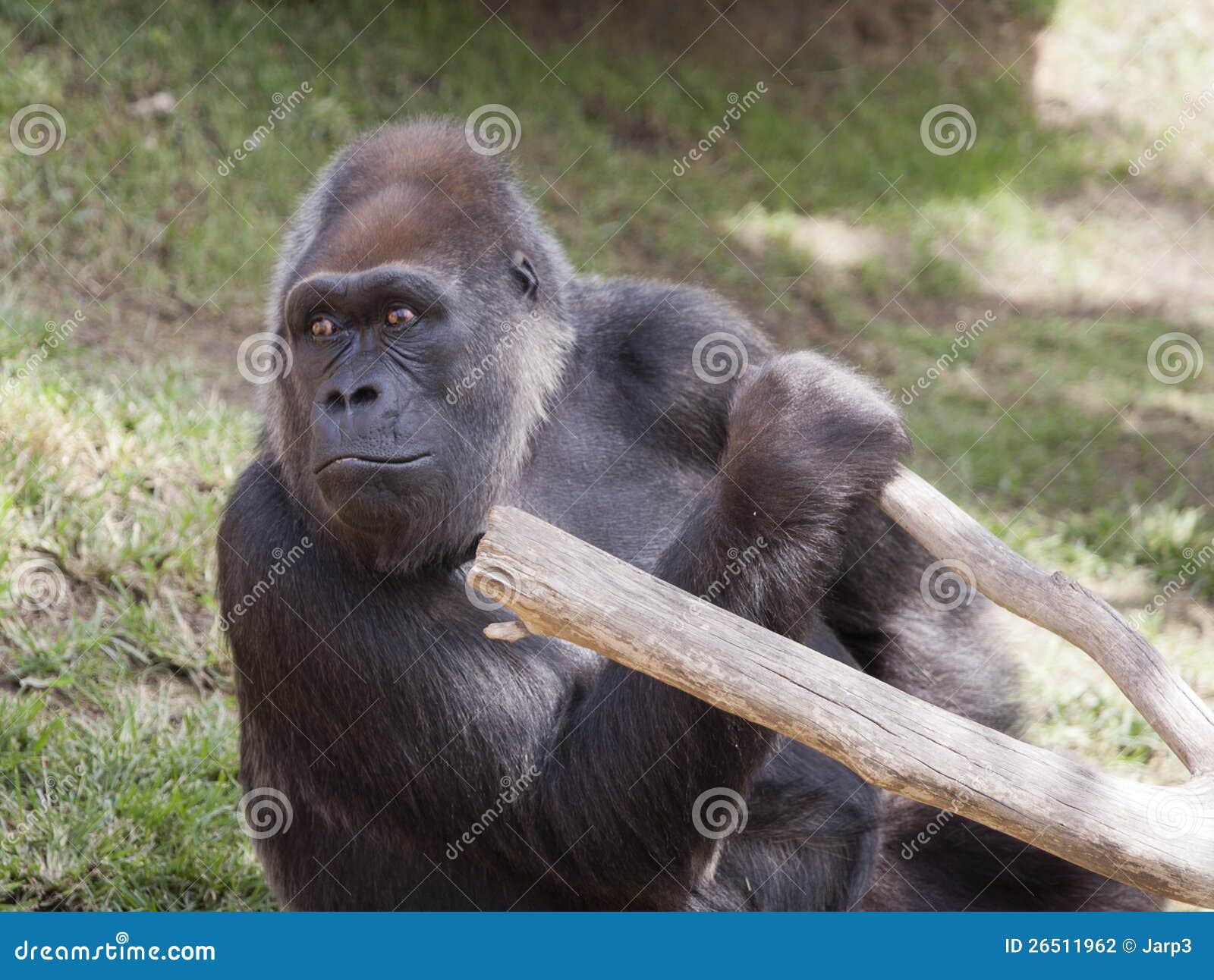 Female gorilla stock photo. Image of wildlife, african - 26511962