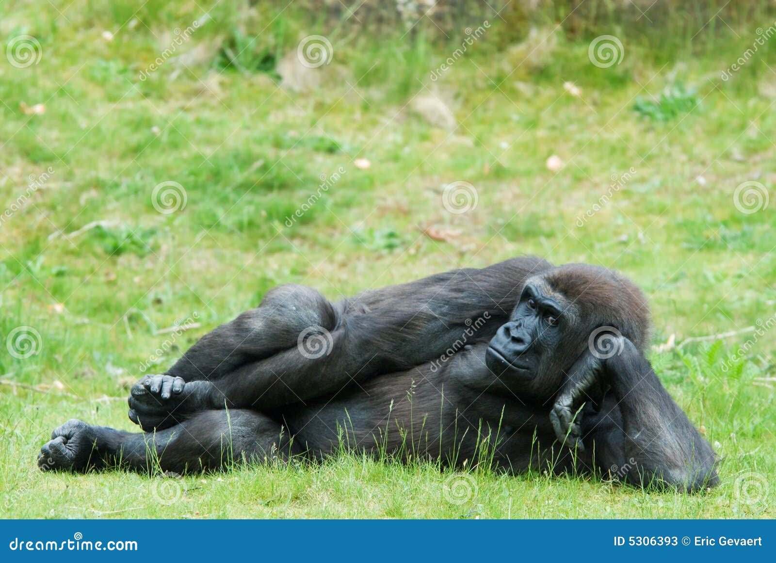 Female gorilla stock image. Image of captive, primate - 5306393
