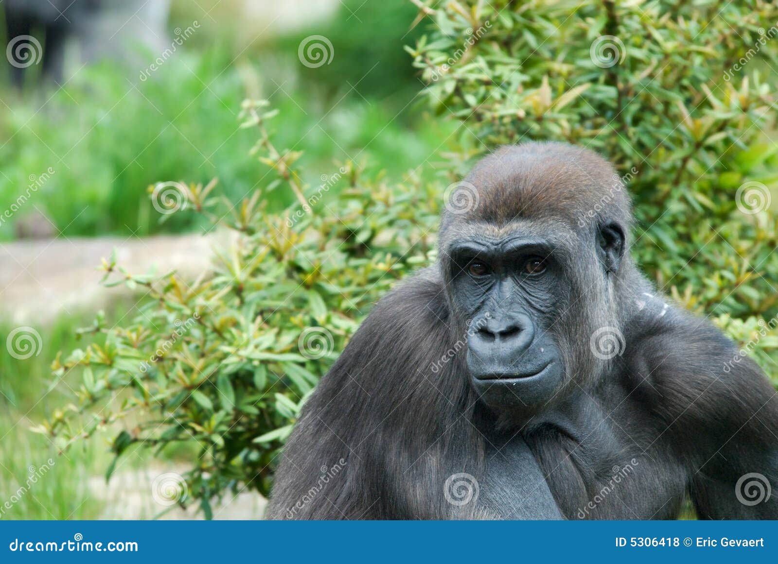 Female Gorilla Picture. Image: 5306418
