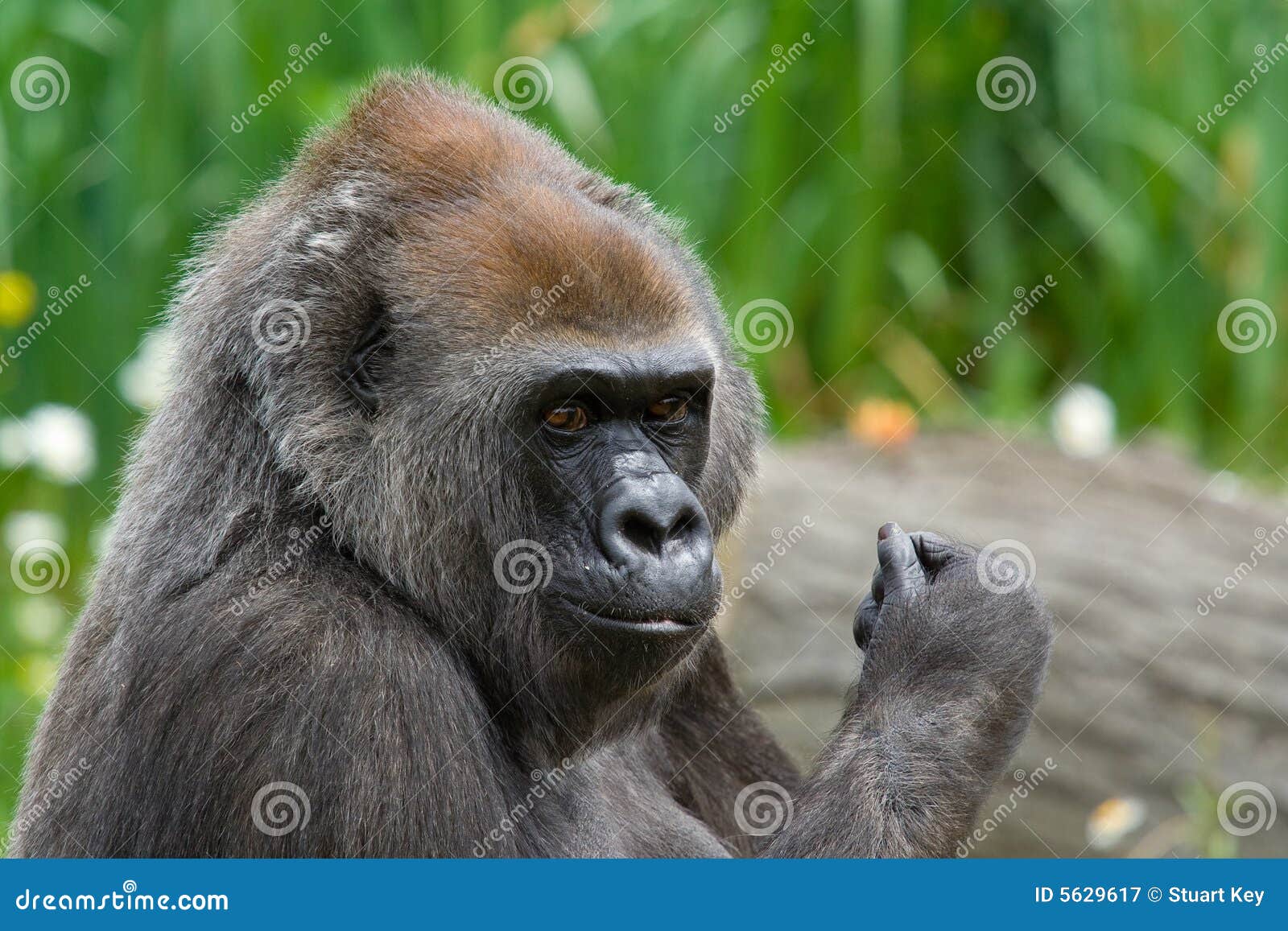 Female Gorilla stock image. Image of hair, park, king - 5629617