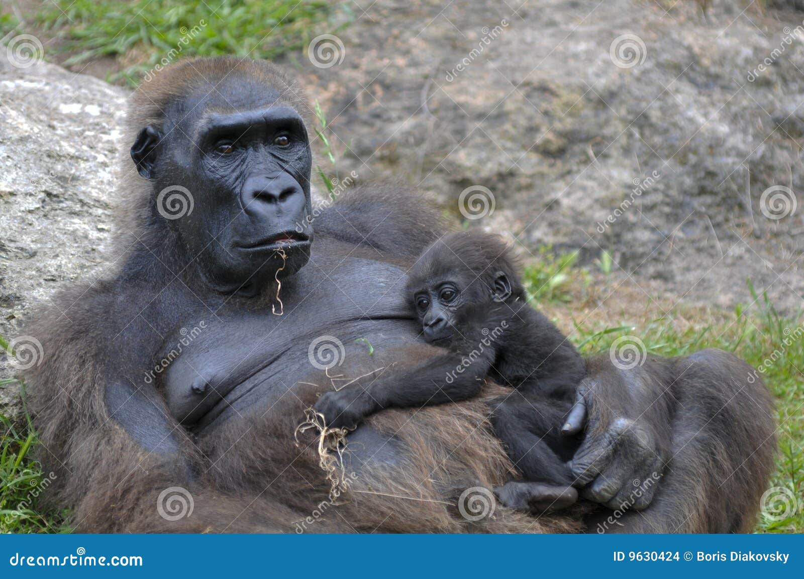 Female gorilla with a baby stock photo. Image of monkey - 9630424