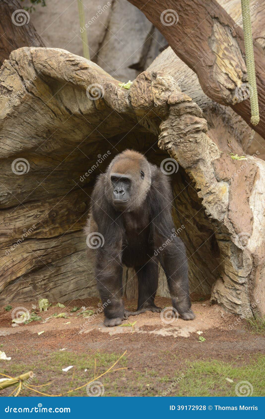 Female Gorilla stock photo. Image of republic, female - 39172928