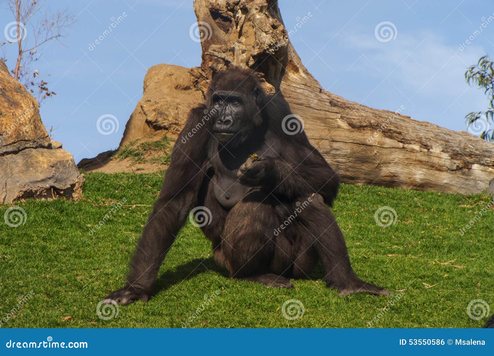 Female Gorilla stock photo. Image of grass, park, monkey - 53550586