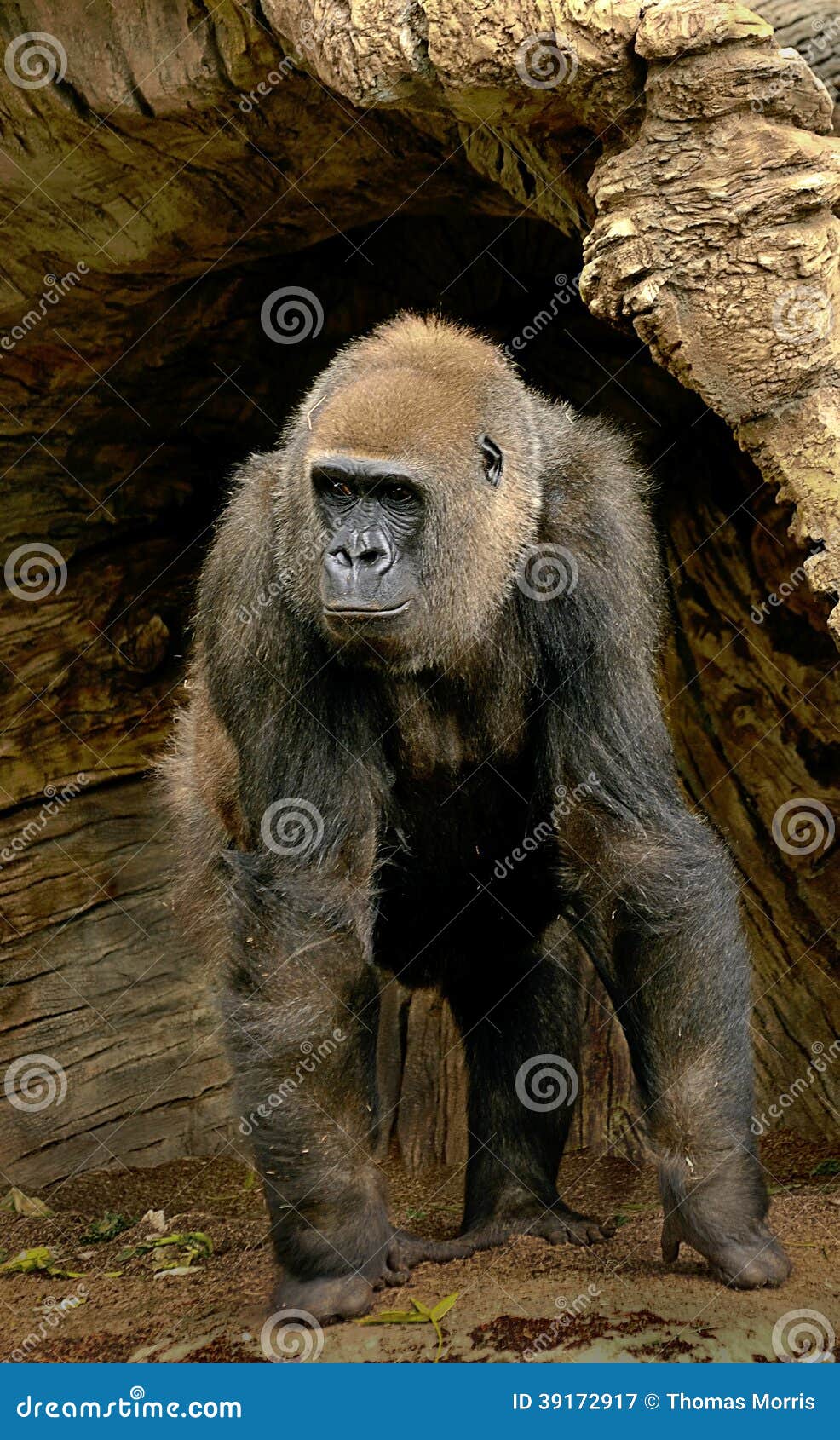 Female Gorilla stock image. Image of wild, african, build - 39172917