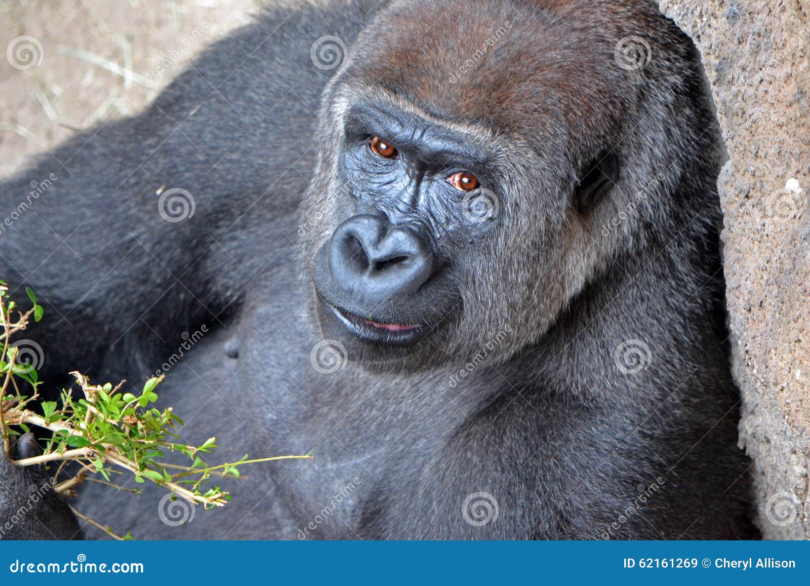 Female Gorilla Looking at Camera Stock Image - Image of rock, branch ...