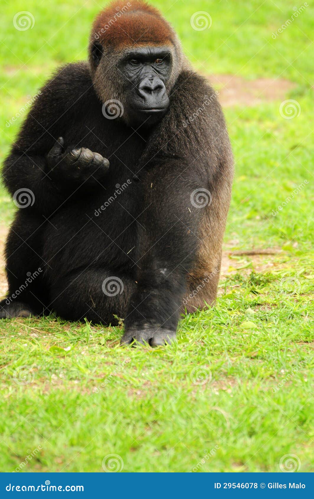 Female Gorilla Posing on a Photo Shoot Stock Photo - Image of florida ...