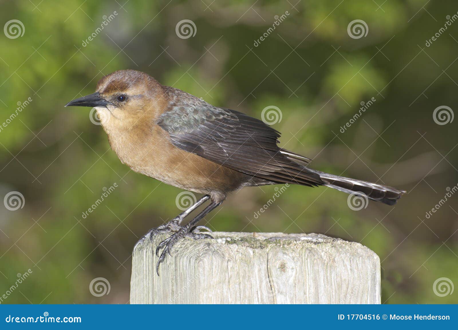 327 Female Grackle Stock Photos - Free & Royalty-Free Stock Photos from ...