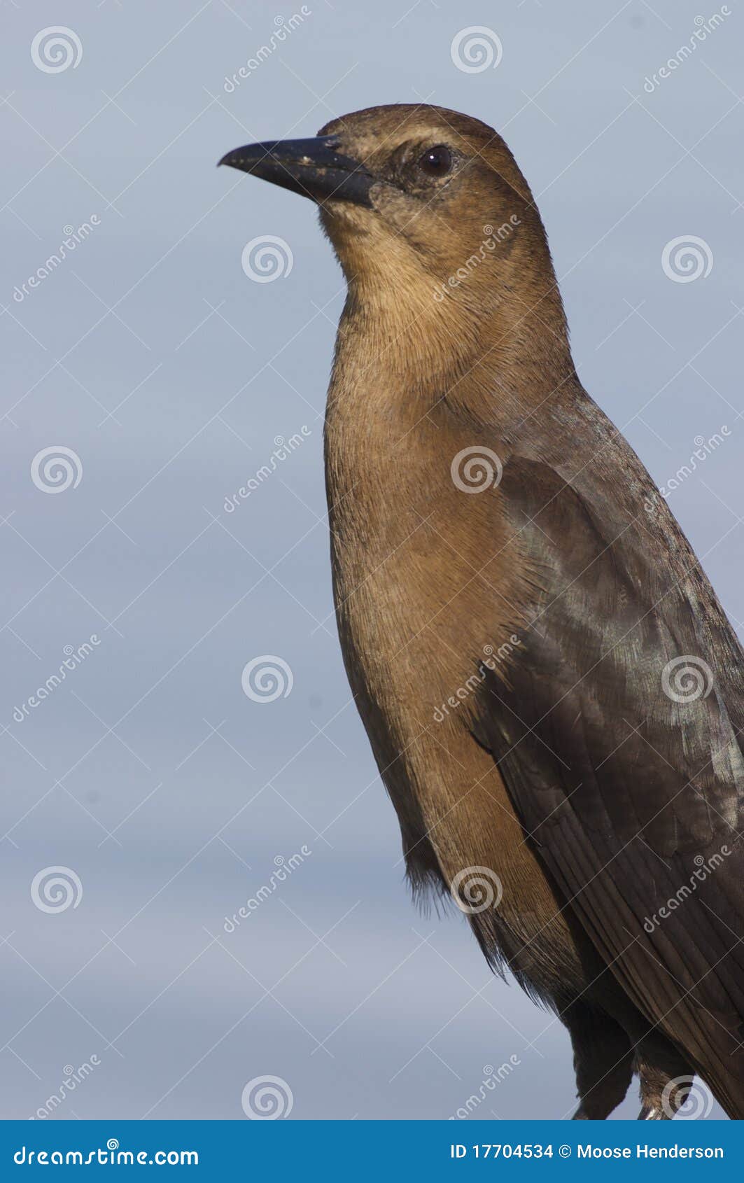 Female Grackle stock photo. Image of undomesticated, grackle - 17704534