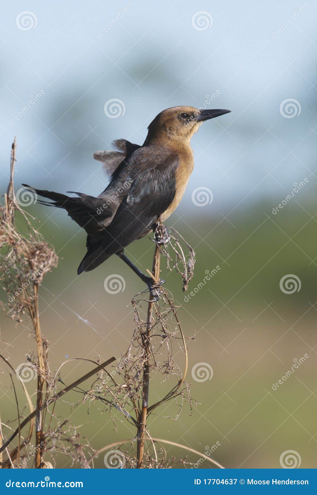 Female Grackle stock image. Image of reed, common, avain - 17704637