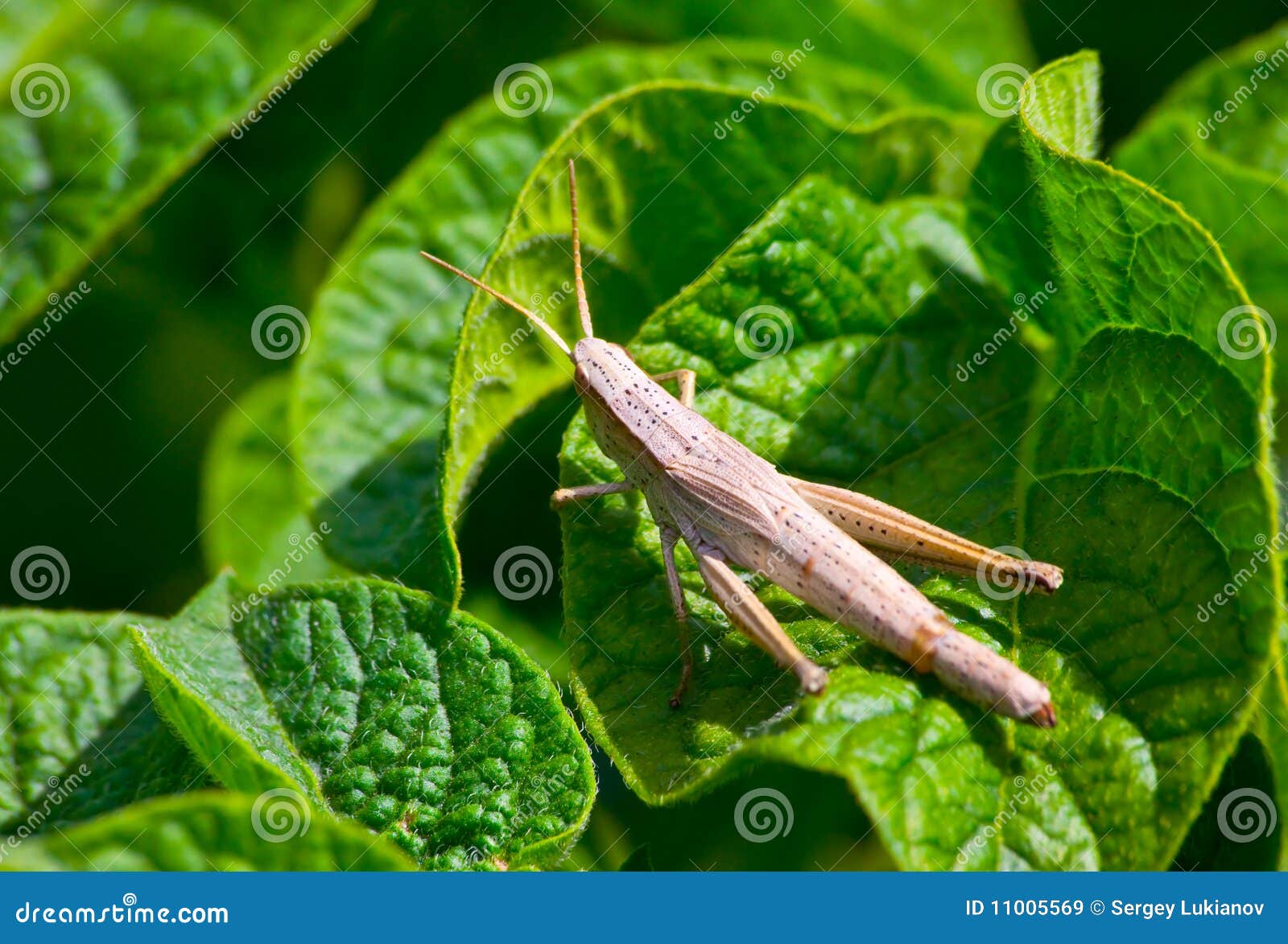 Female grasshopper stock image. Image of vermin, animal - 11005569