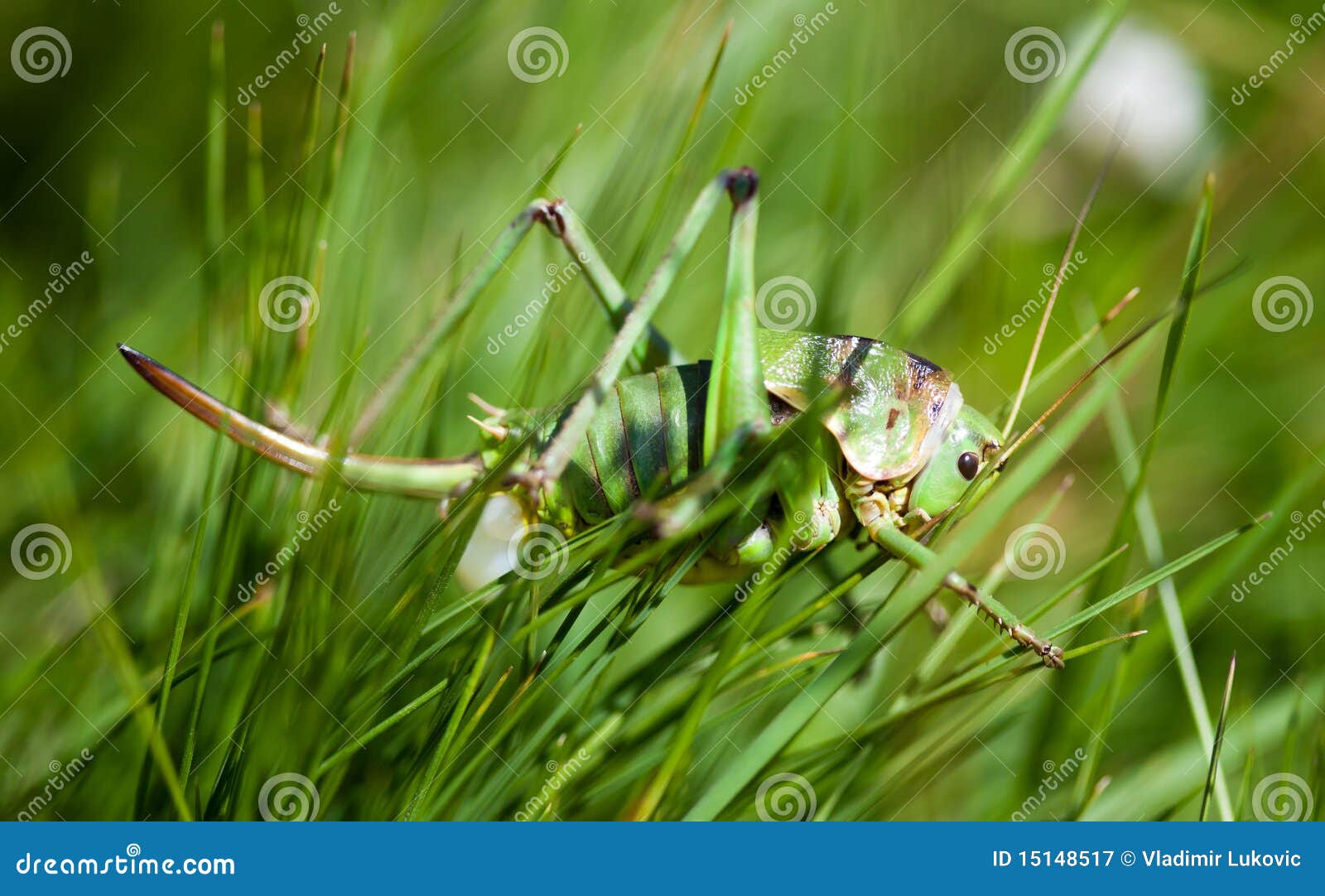 Female Grasshopper Royalty-Free Stock Photography | CartoonDealer.com ...