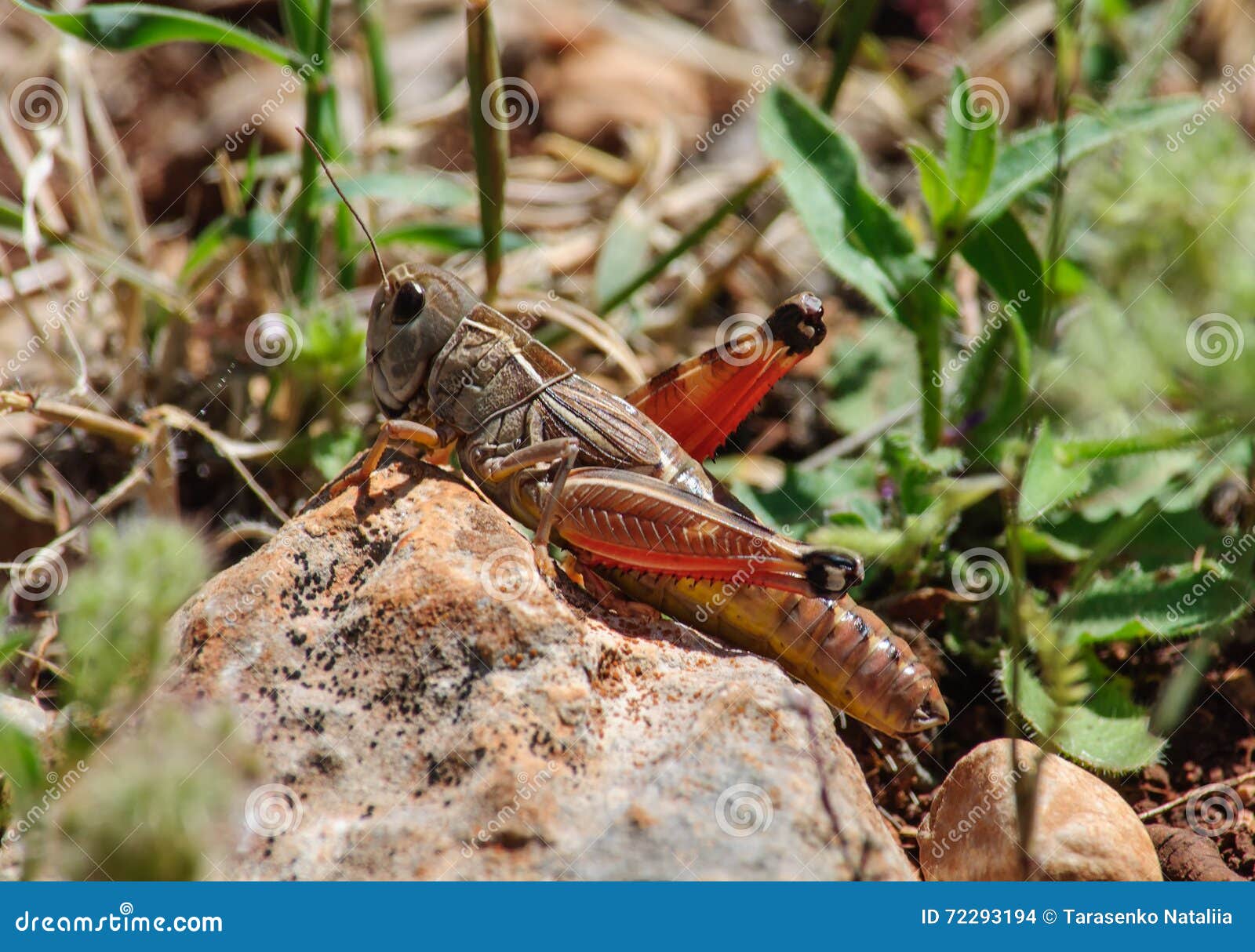Female Grasshopper Sitting on a Large Stone. Stock Photo - Image of ...