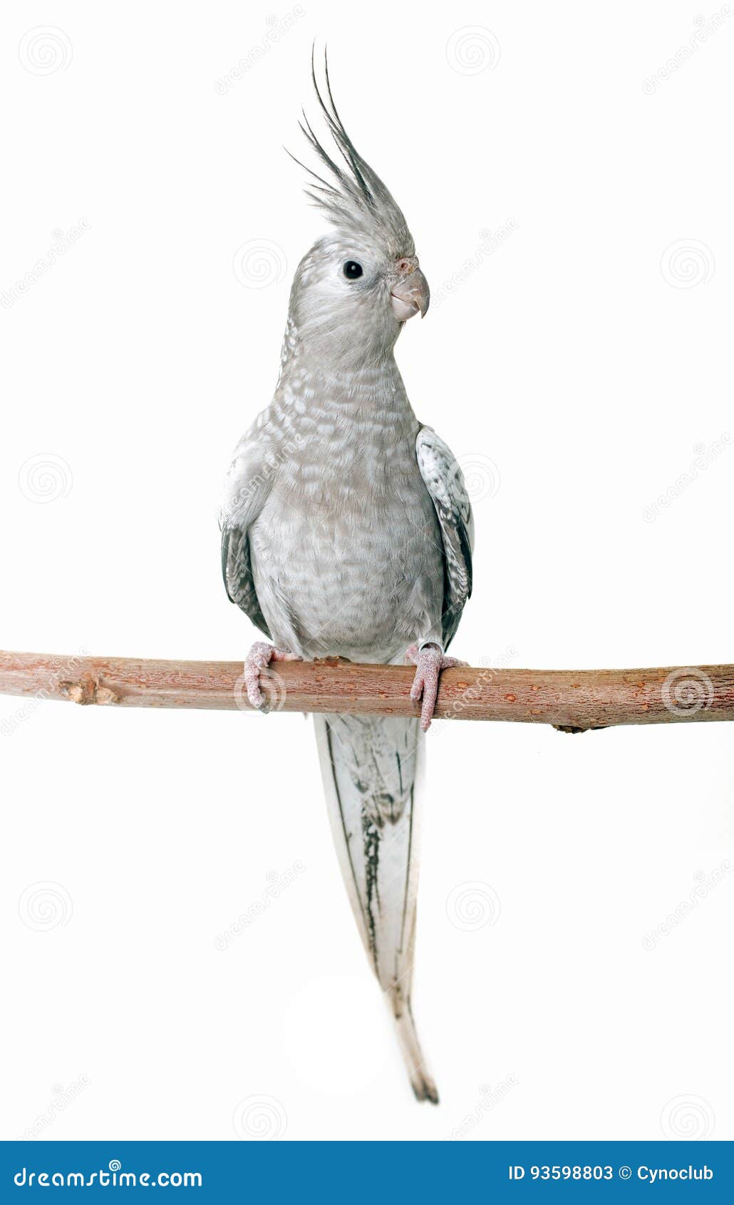 Gray Cockatiel Male Bird Profile On Brown Background. Stock Image ...