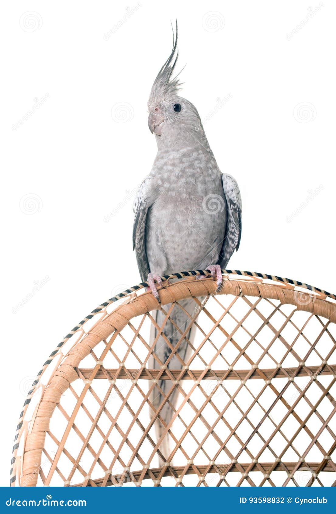 Gray Cockatiel Male Bird Profile On Brown Background. Stock Image ...